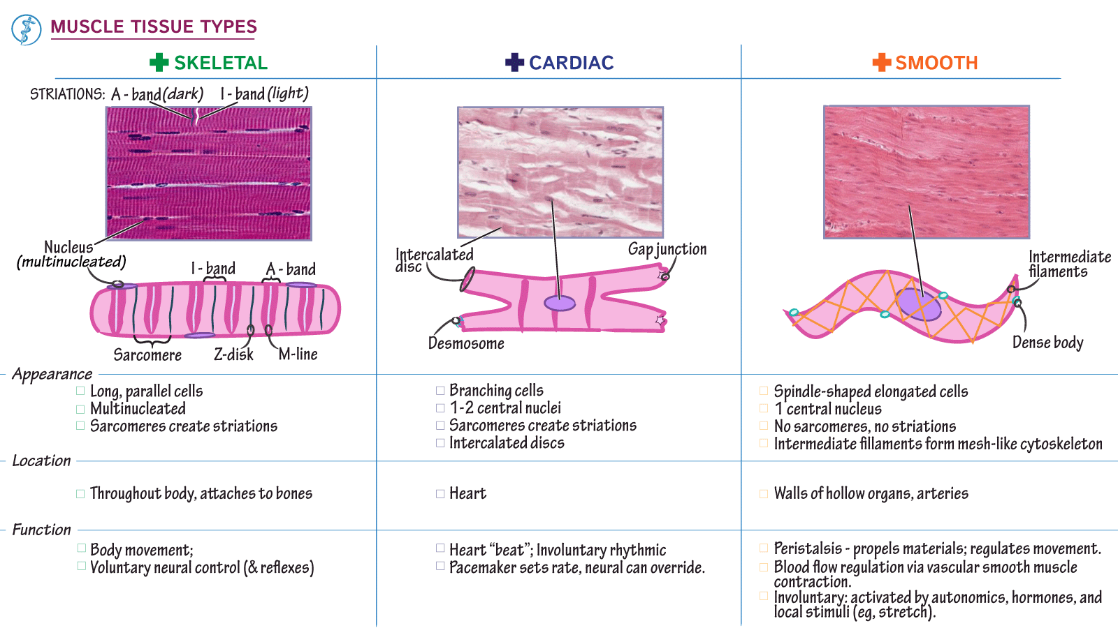 Histology Muscle Tissue Types Ditki Medical And Biological Sciences