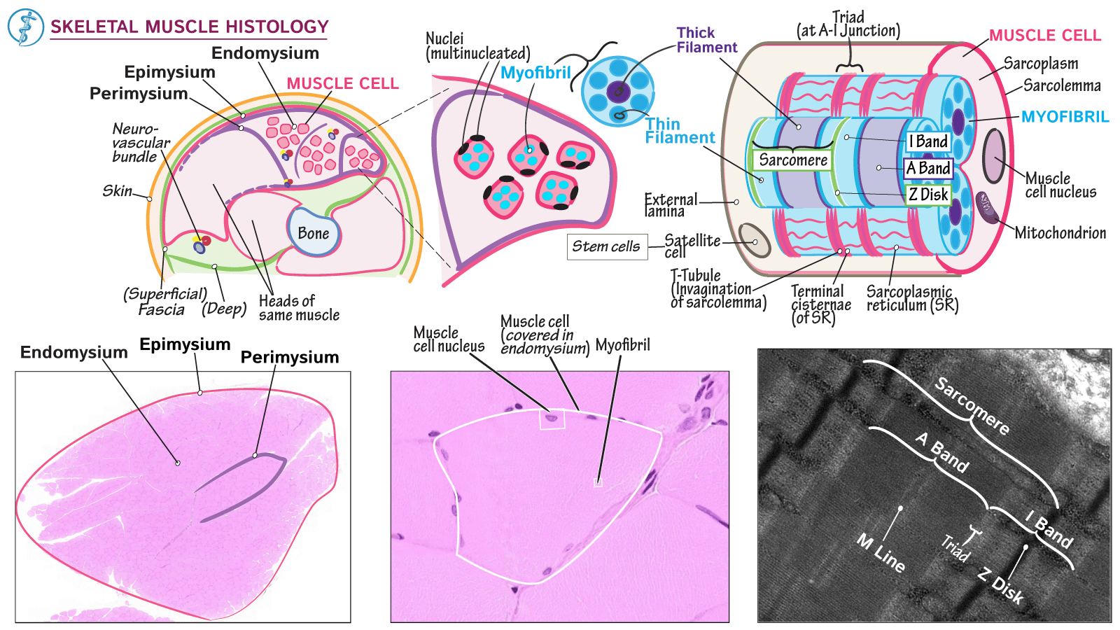 Cell Biology Skeletal Muscle Histology Ditki Medical And Biological