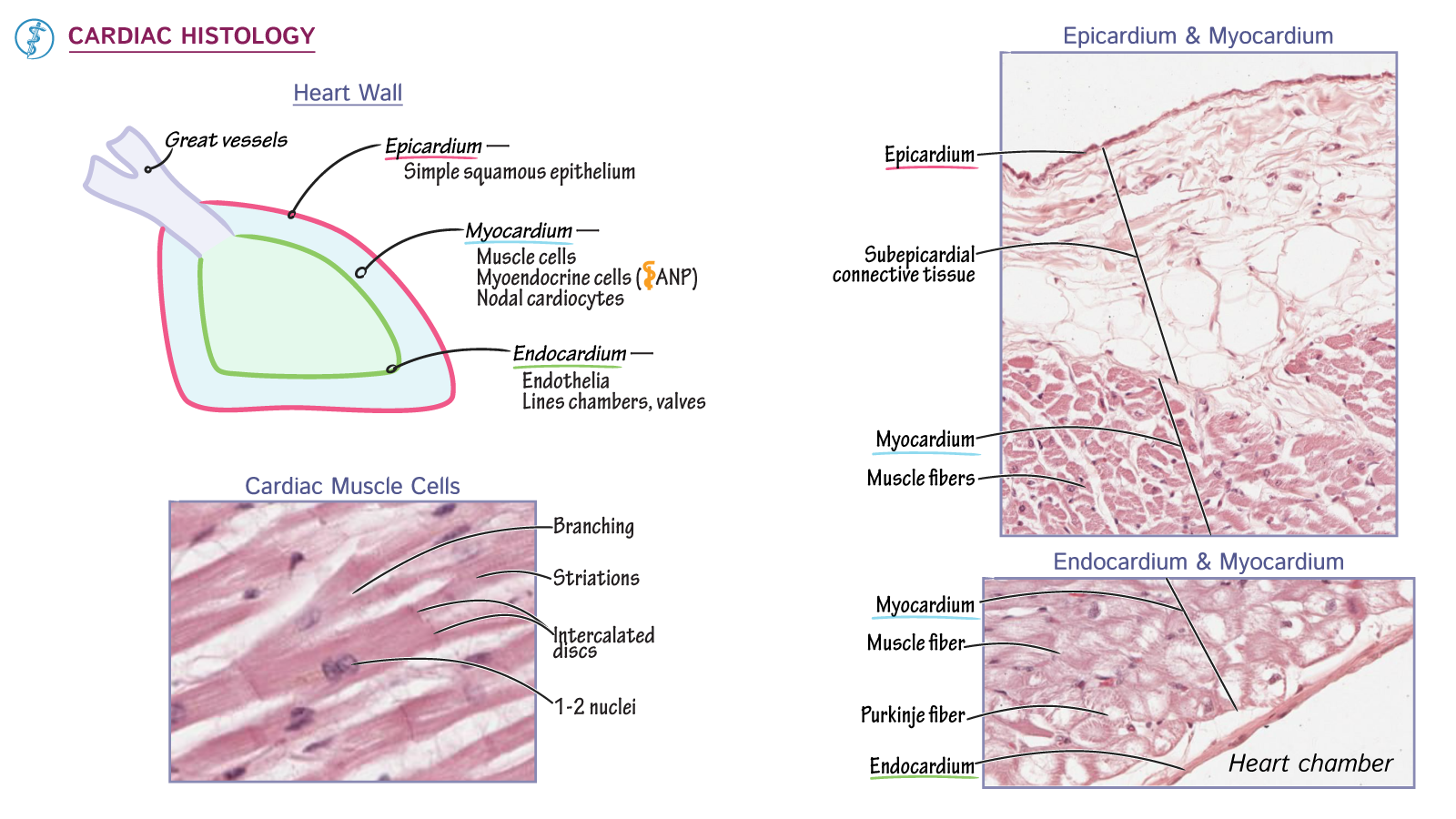 Physiology Skeletal Muscle Histology Ditki Medical Bi