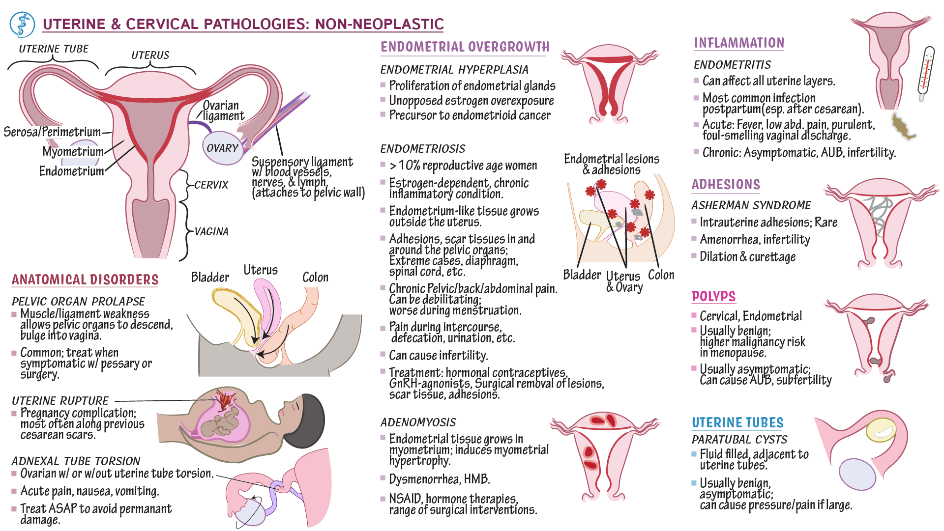 Usmle Comlex Step 1 Uterine And Cervical Pathologies Nonneoplasms