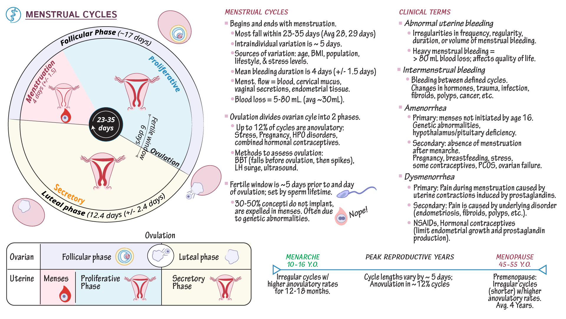 Usmle Comlex Step 2 Menstrual Cycles Normal Variability And