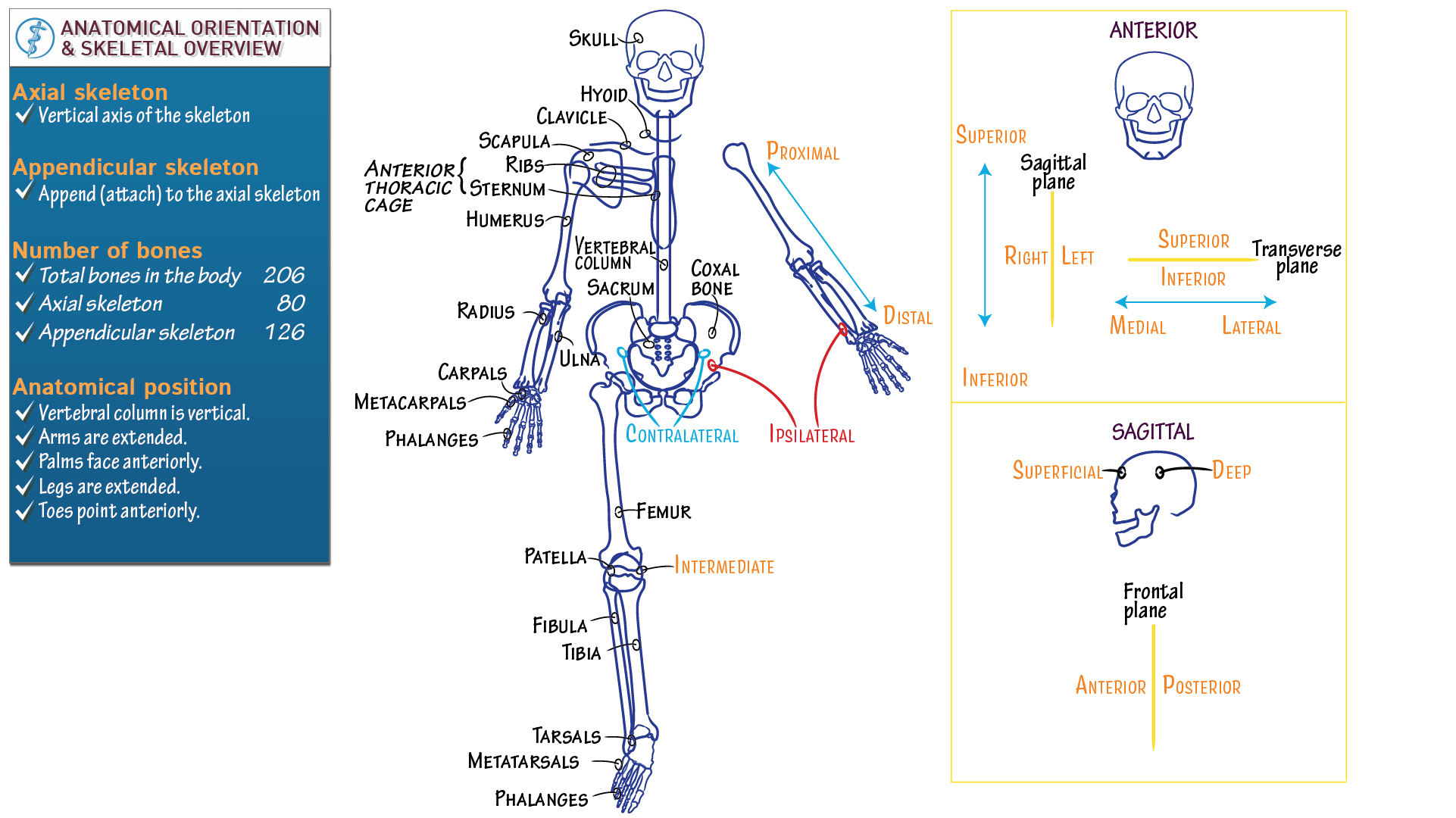 Physiology Skeletal Muscle Histology Ditki Medical Bi