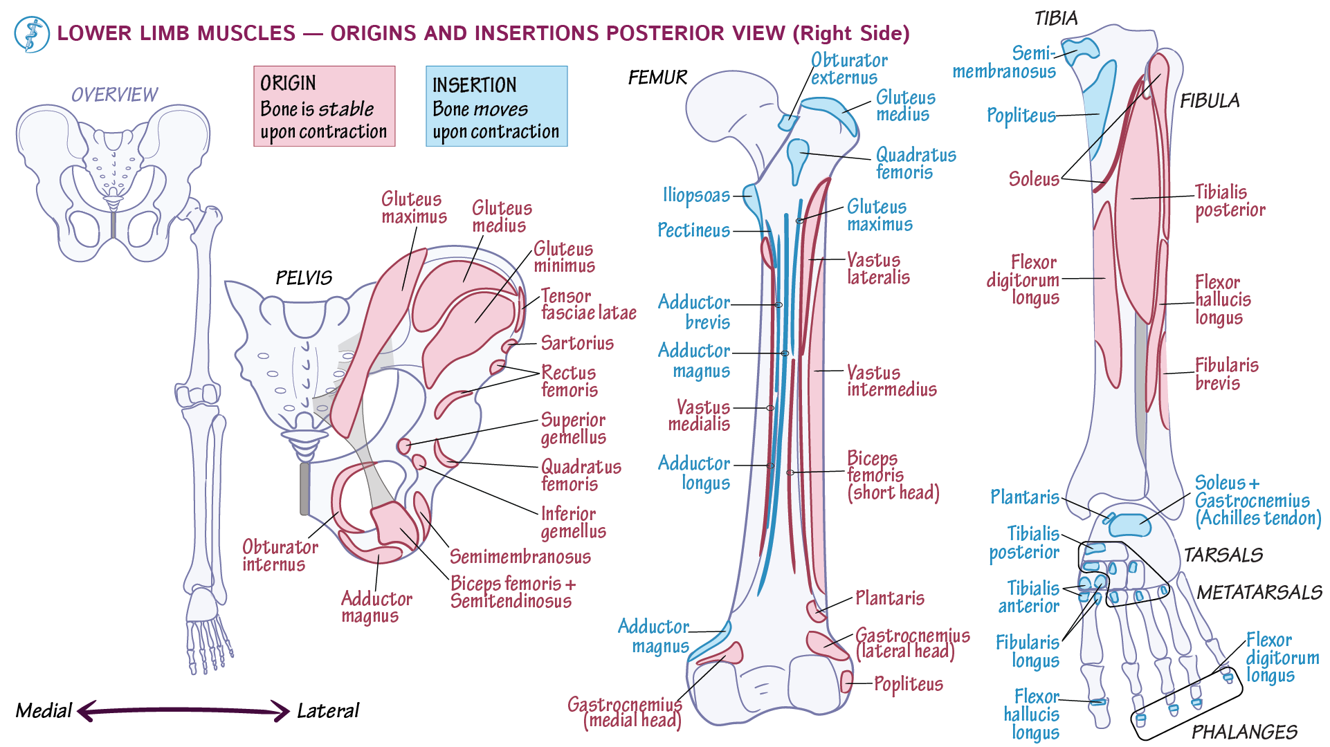 Musculoskeletal Integumentary System Lower Extremity Posterior