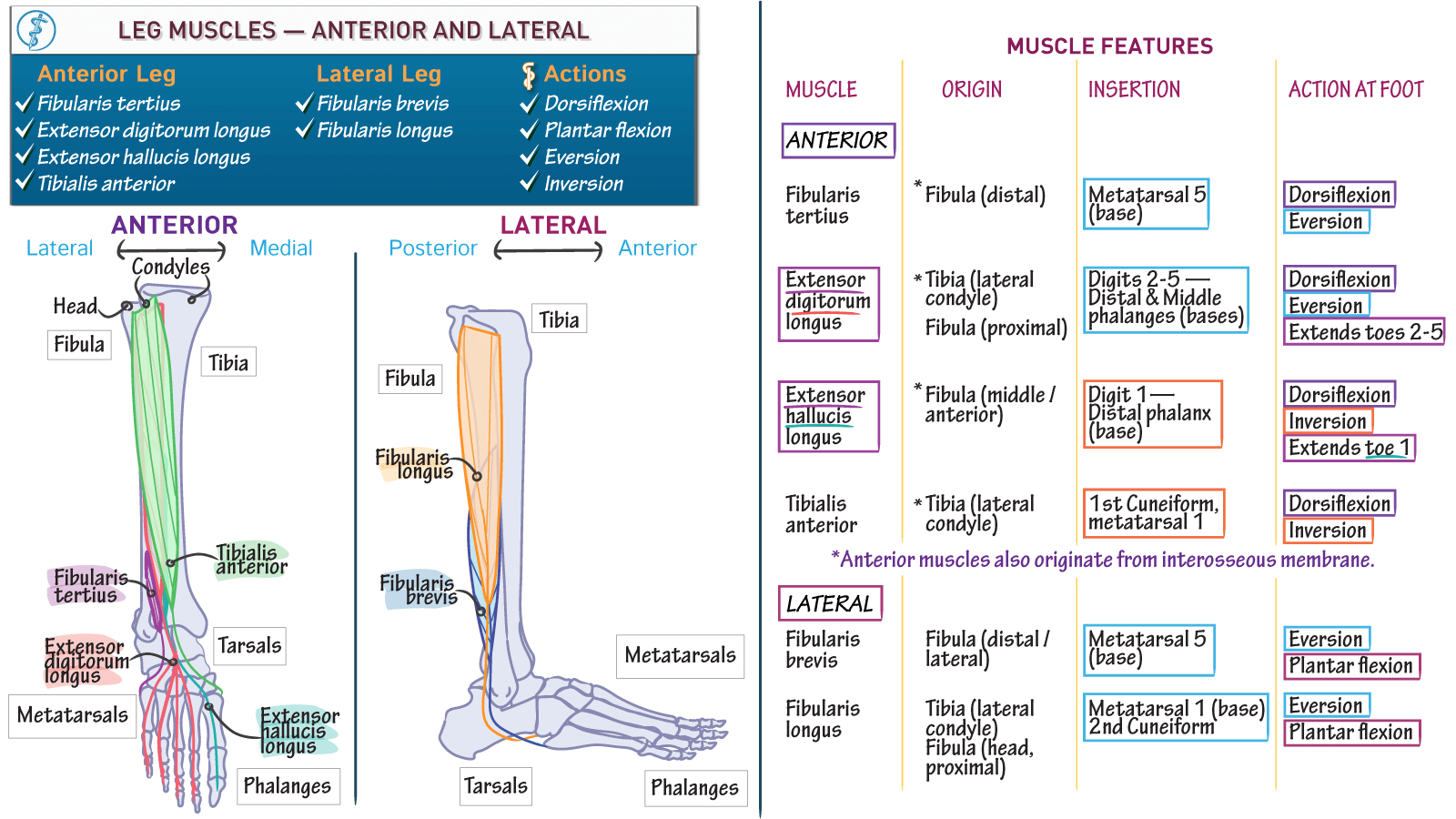 Gross Anatomy Anterior And Lateral Leg Details Ditki Medical