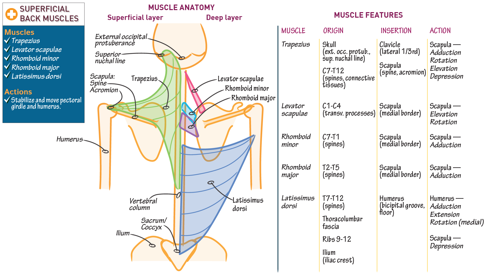 Gross Anatomy Superficial Back Muscles Ditki Medical And Biological