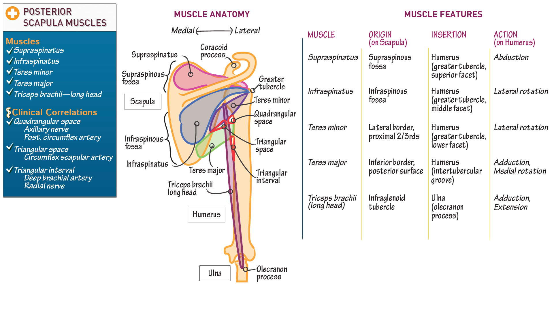 Scapular Region Muscles