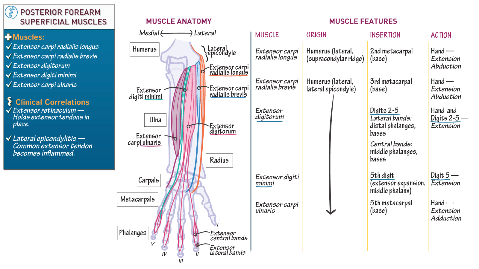 Gross Anatomy Superficial Layer Of Posterior Forearm Details Ditki