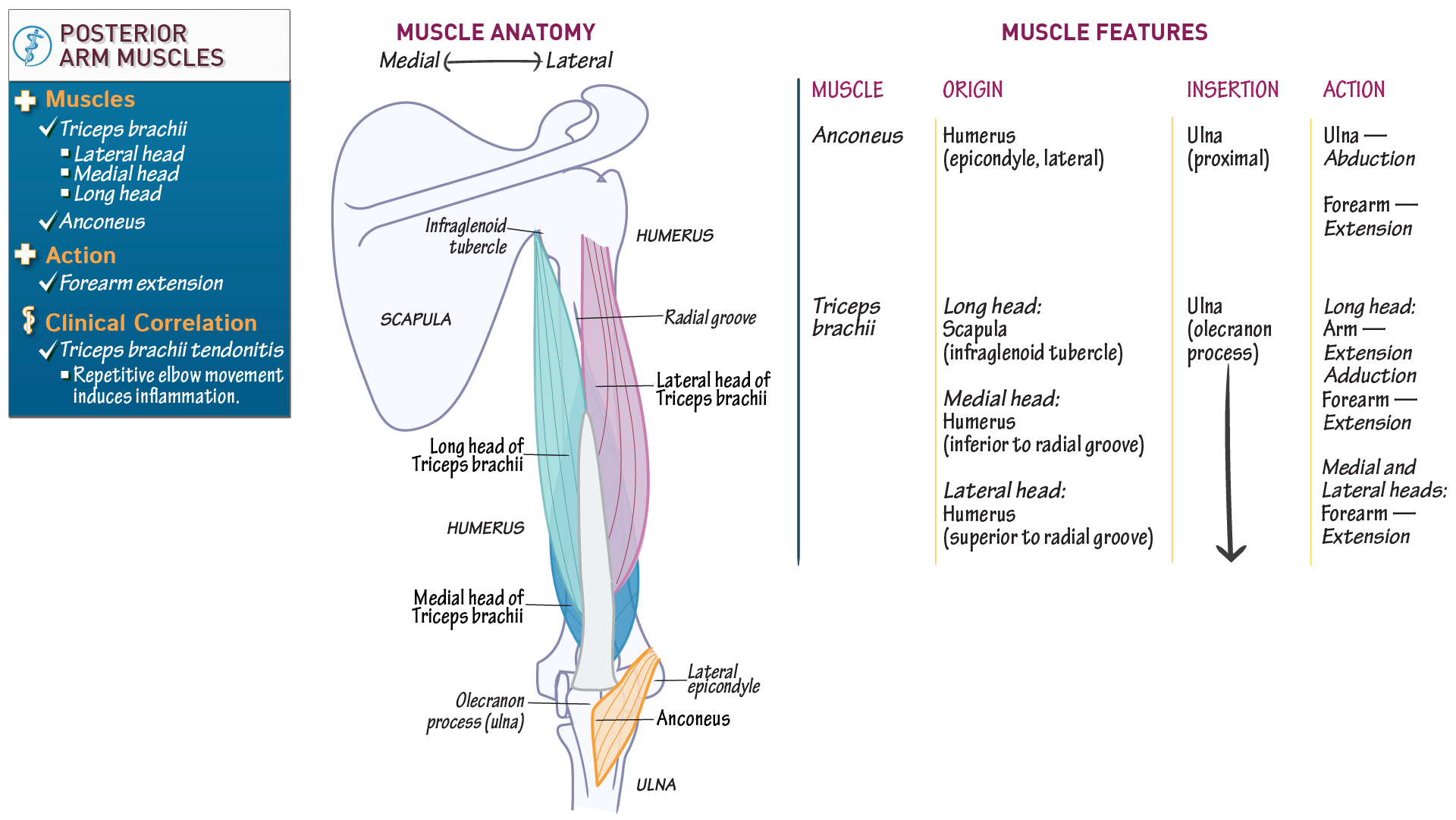 Anatomy And Physiology Posterior Arm Ditki Medical And Biological Sciences