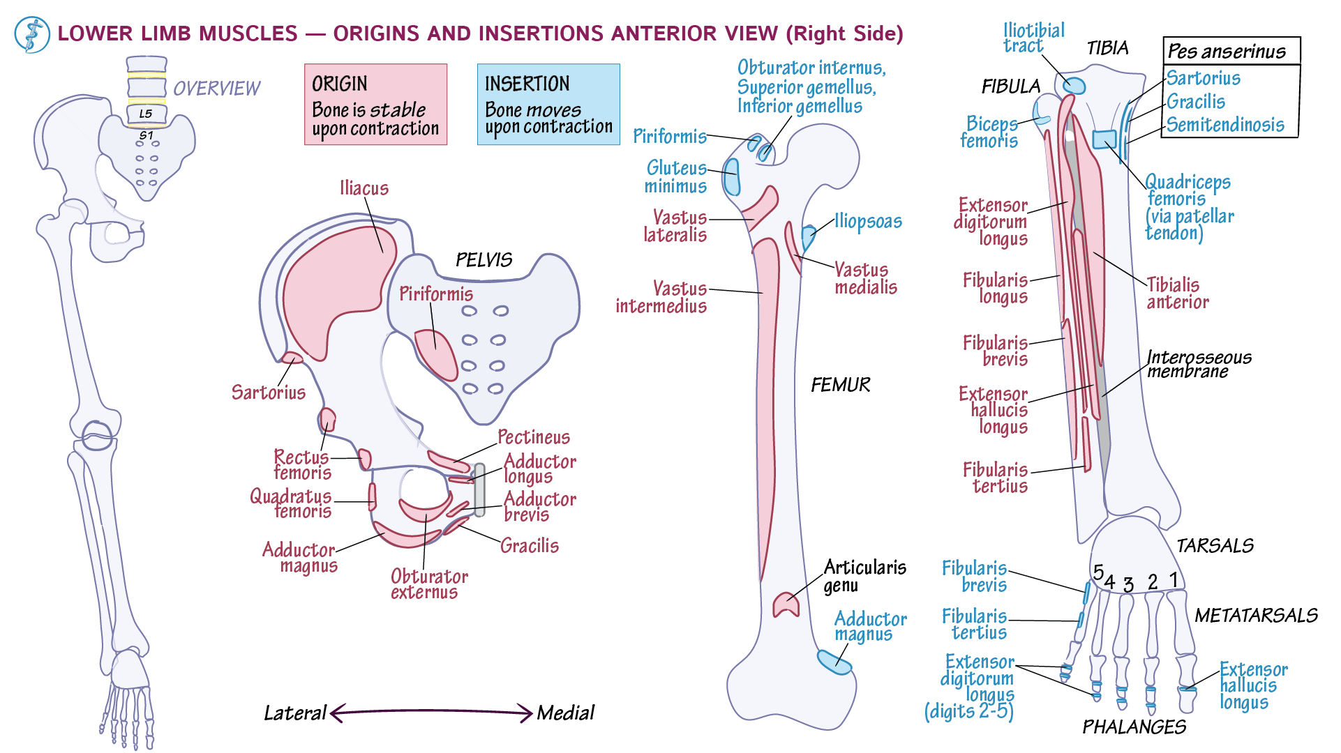 Gross Anatomy Lower Extremity Anterior Ditki Medical And Biological