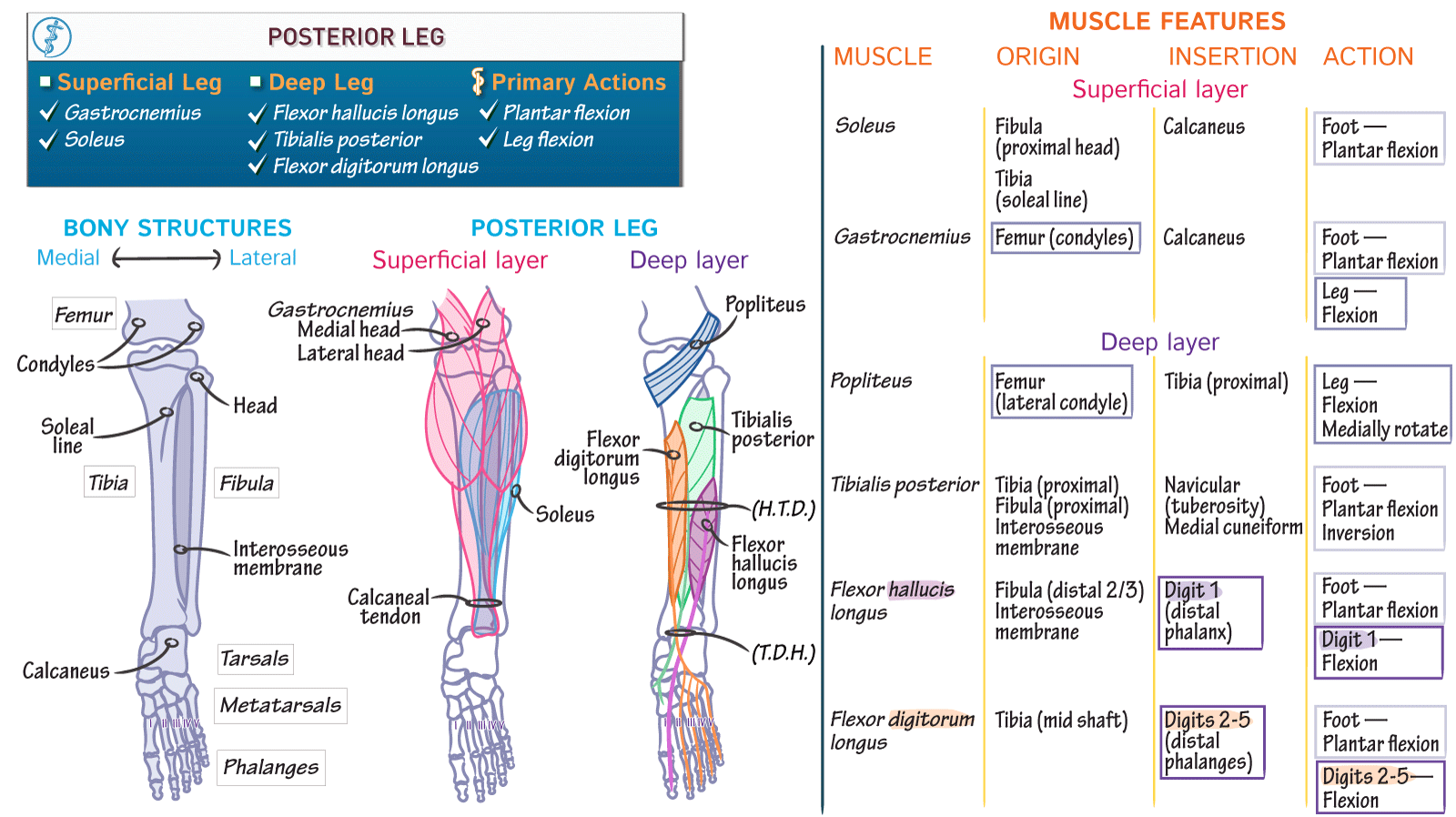 Gross Anatomy Posterior Leg Muscles Details Ditki Medical