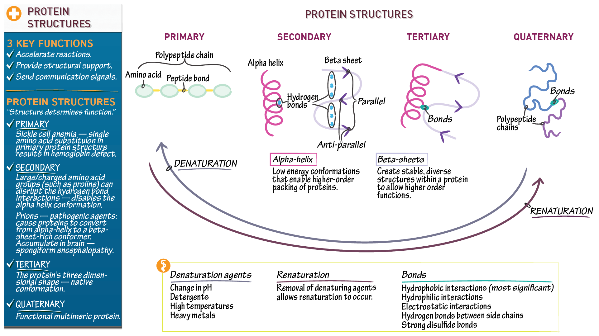 Draw Structure Of Protein