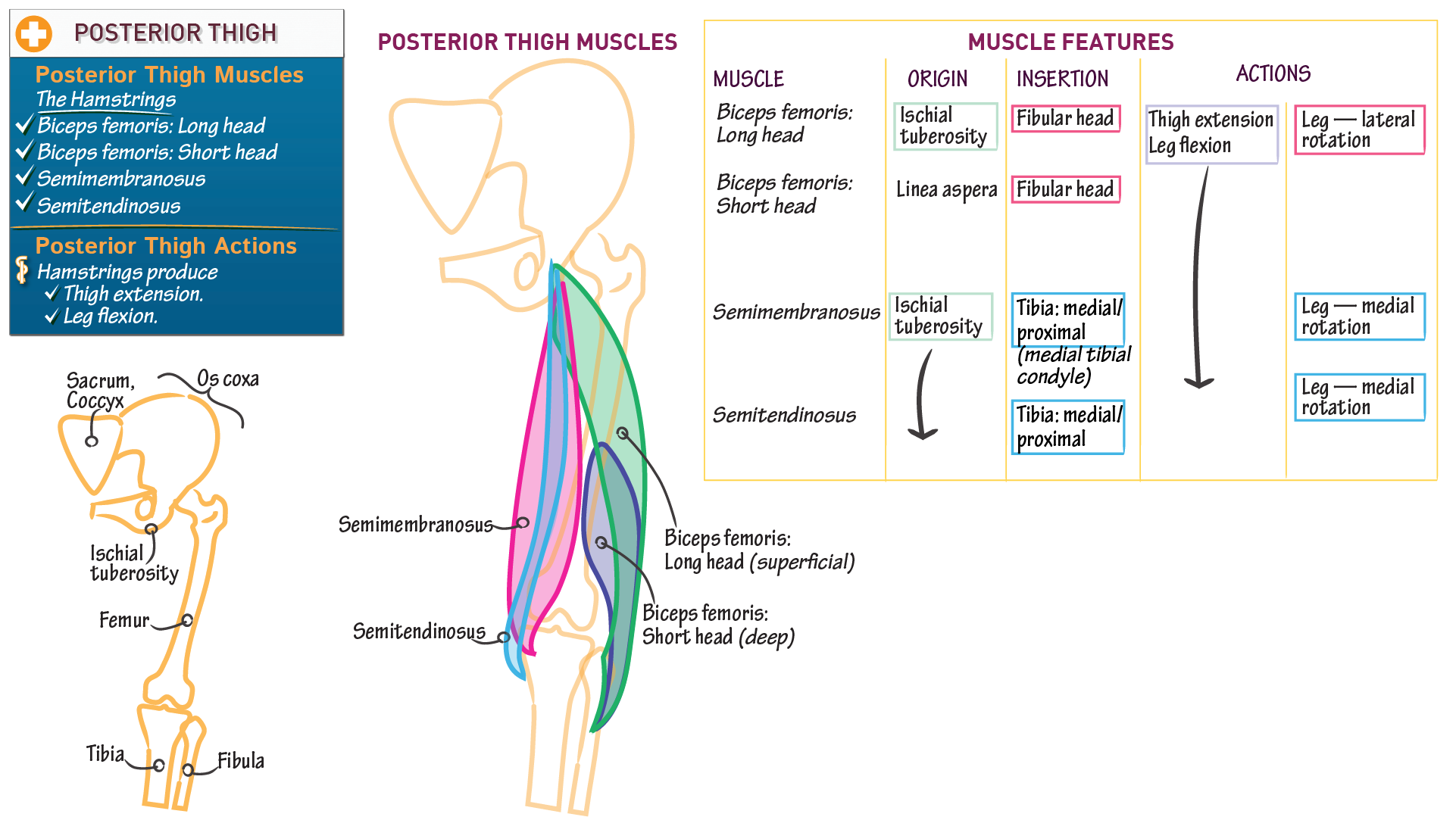 Gross Anatomy Posterior Thigh Ditki Medical And Biological Sciences