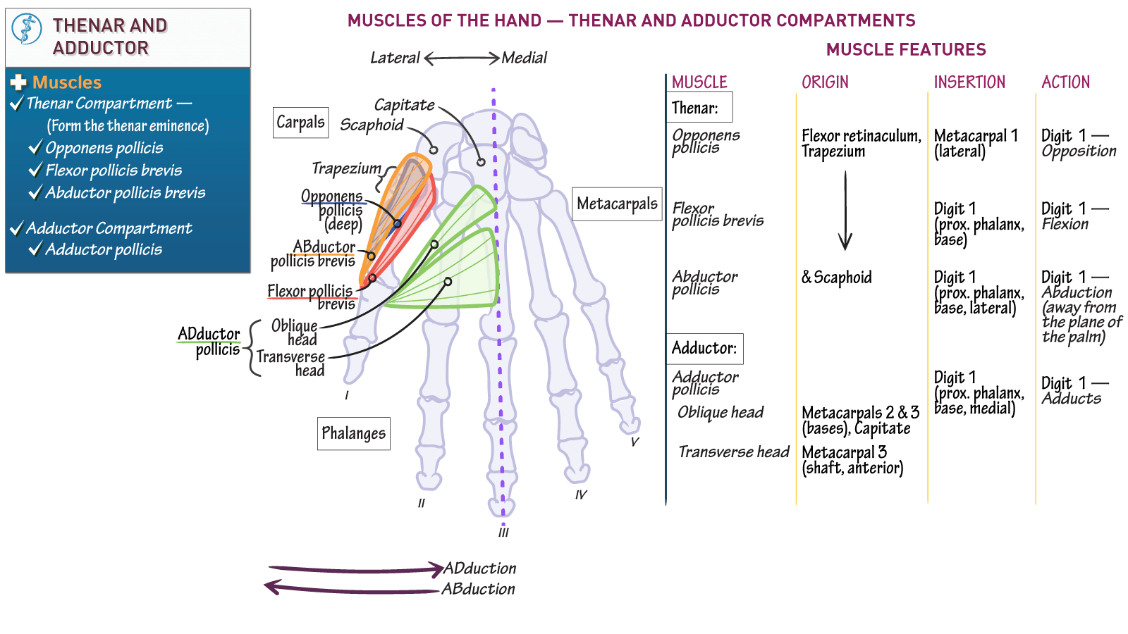 Gross Anatomy Thenar And Adductor Hand Muscles Ditki Medical