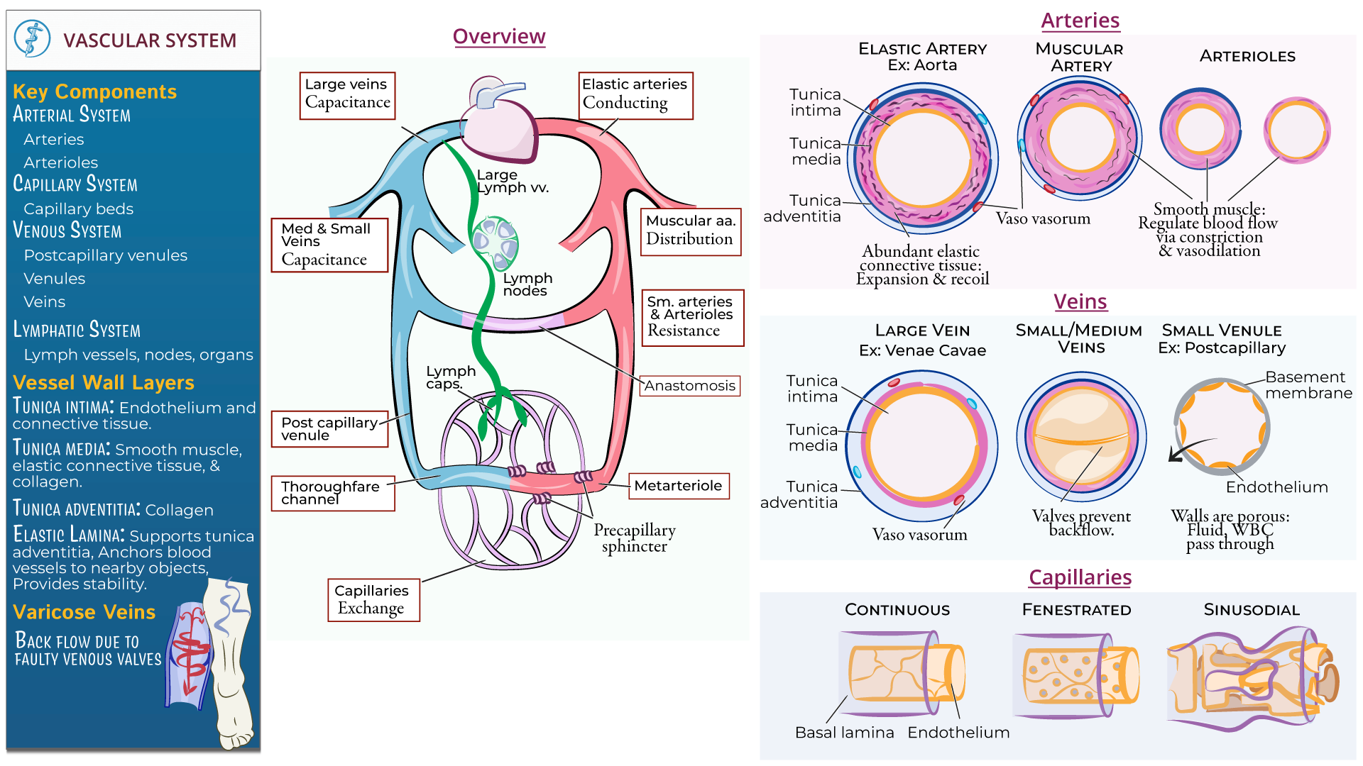 Physiology Vascular System Ditki Medical And Biological Sciences