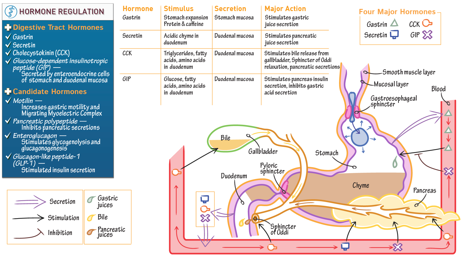 Anatomy And Physiology Fundamentals Hormonal Regulation Of Digestion