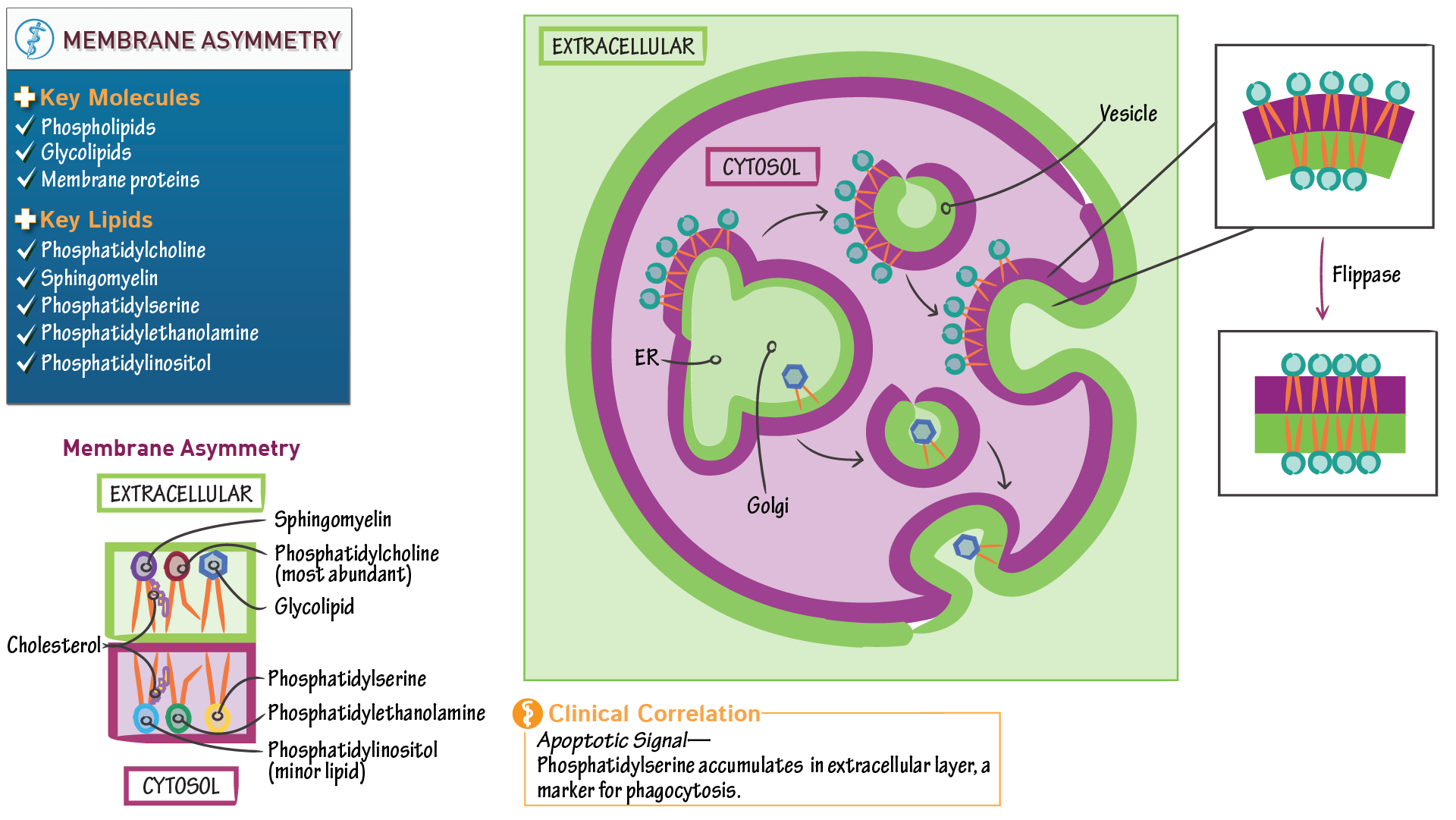 Cell Biology Membrane Asymmetry Ditki Medical And Biological Sciences