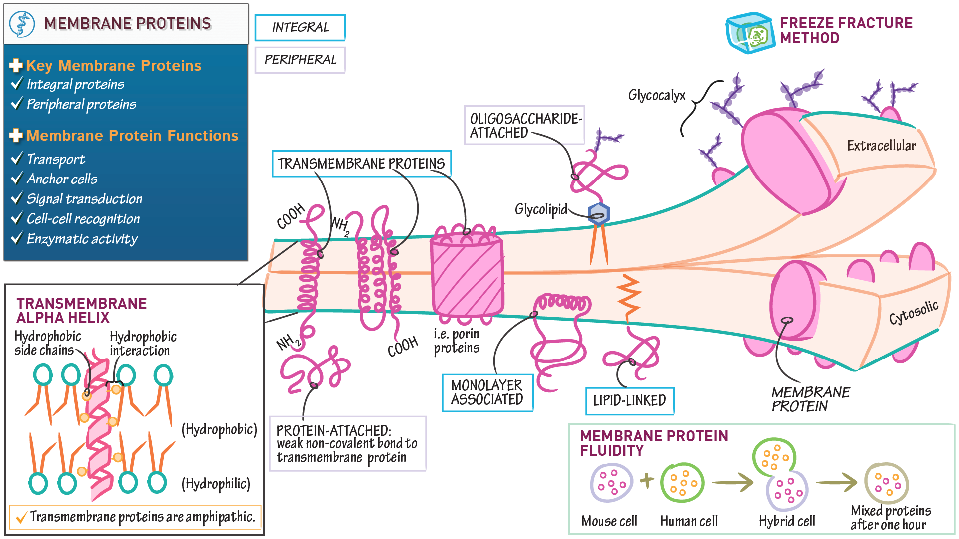 Types Of Cell Membrane Proteins