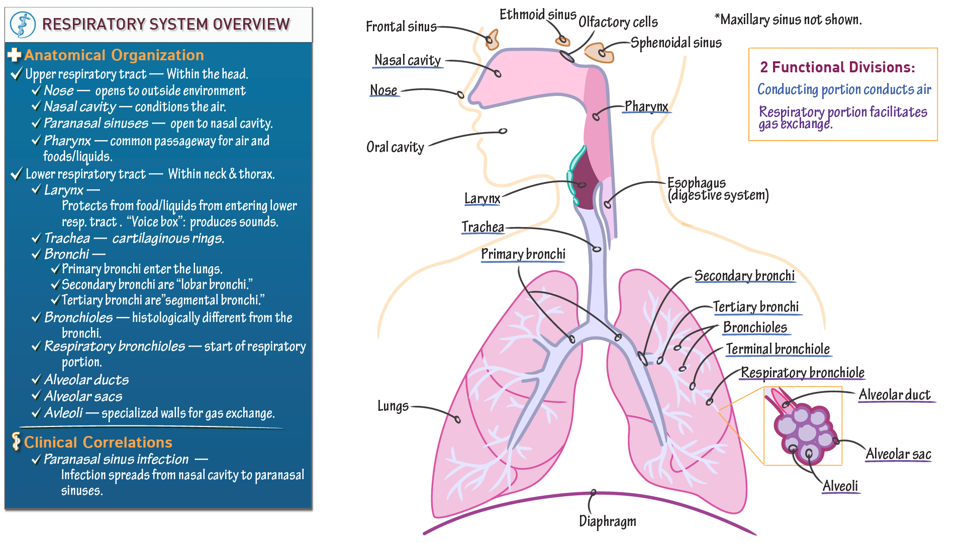 Sistema Respiratorio Respiratorysistem Humananatomy Anatomia Resumo Images