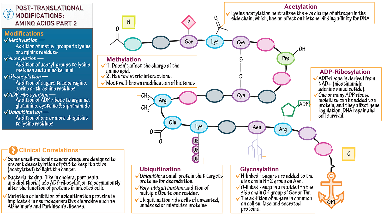 Biochemistry Modifications Of Amino Acid Residues 2 Ditki Medical