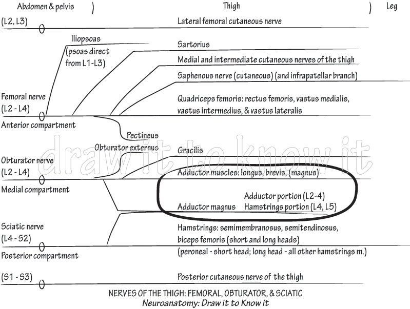 Gross Anatomy Glossary Obturator Nerve Adductor Muscles Ditki