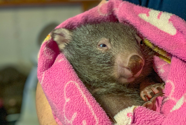 Top 120 Bushfire Animal Rescue