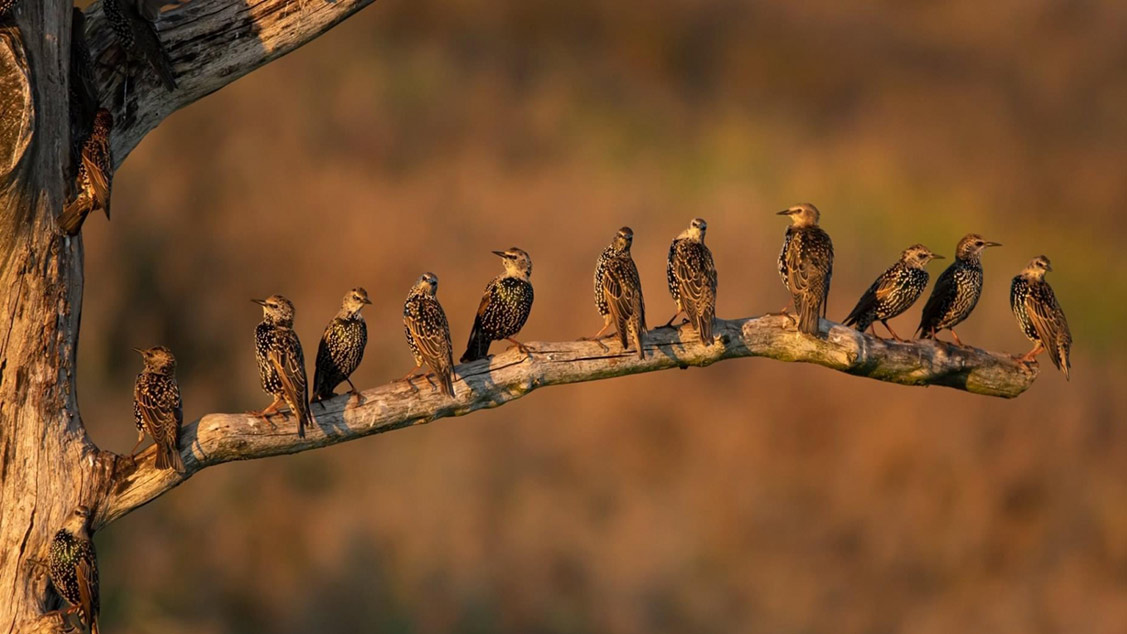 Vroege Vogels Radio 16 Oktober 2022 Vroege Vogels Bnnvara