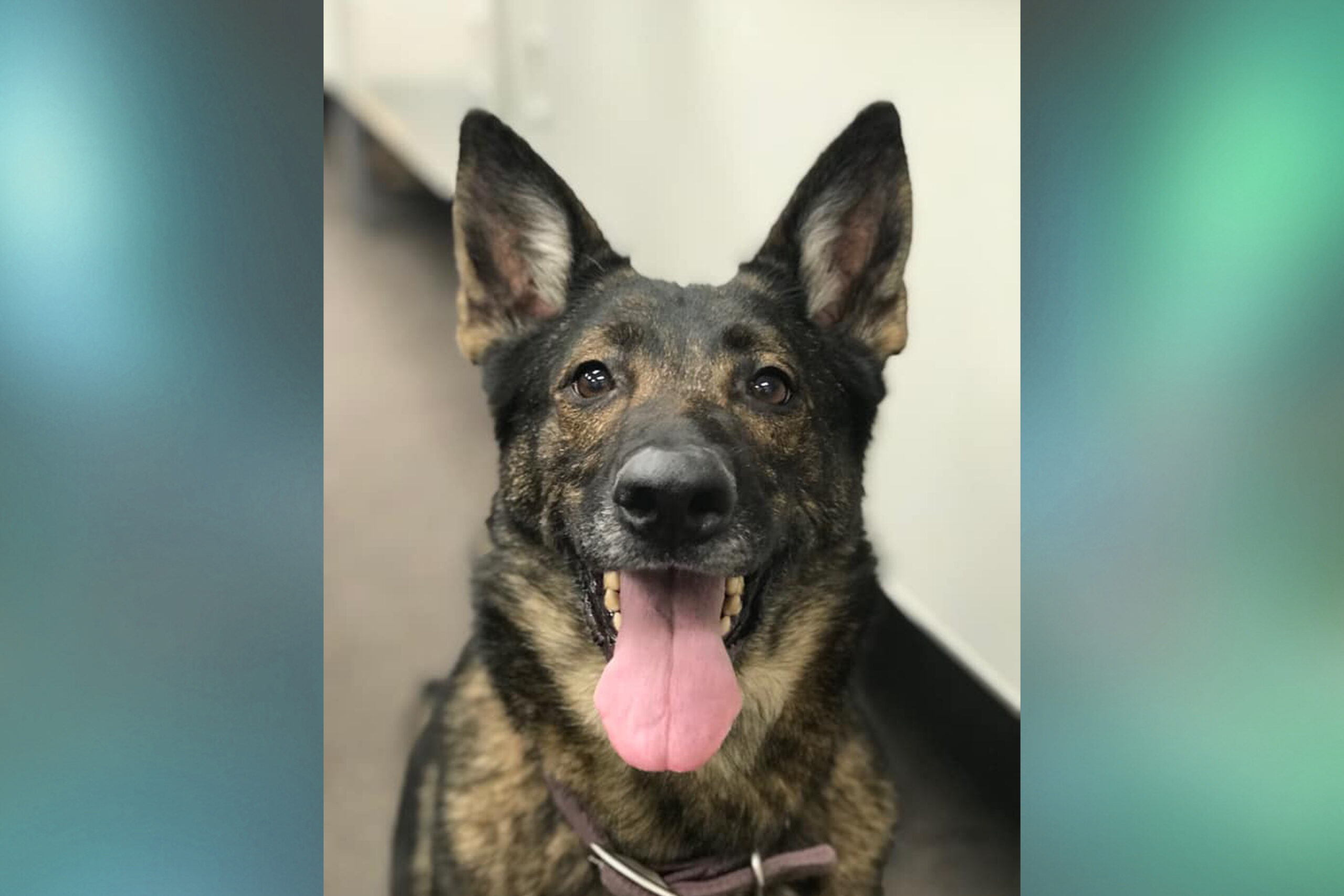 Lcso Announces Death Of Retired K9 Cheyenne Wy Cap City News