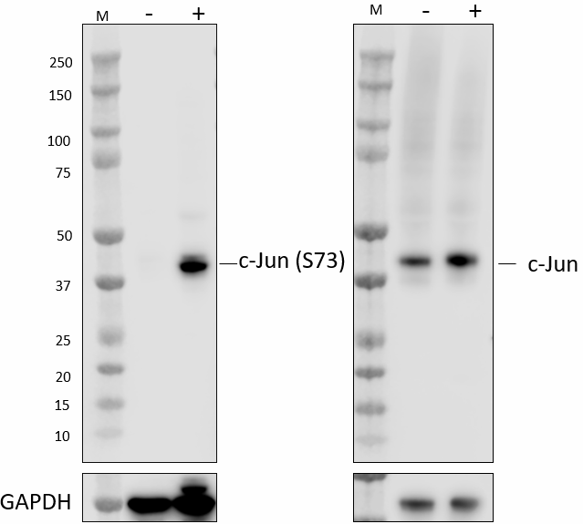 Purified Anti Jun Phospho Ser73 Antibody Jun Phospho A19012arc