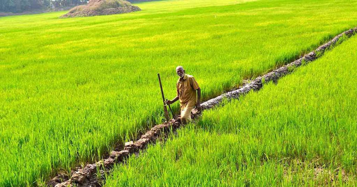 A Group Of Farmers Is Working To Bring Paddy Cultivation Back To Kerala