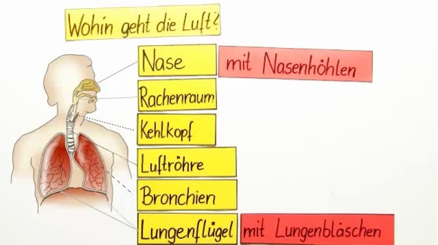 Kehlkopf Und Co Lerne Die Atmungsorgane Des Menschen