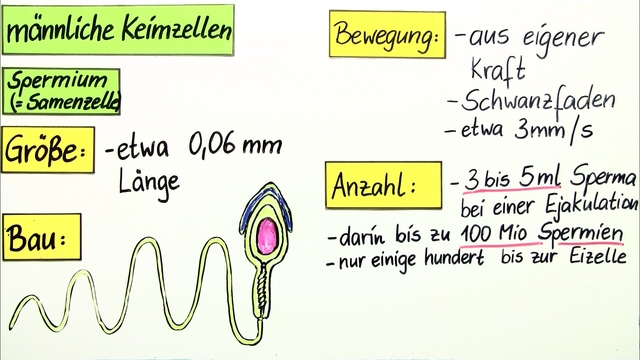 Männliche Keimzellen Spermien Erklärt Inkl Übungen