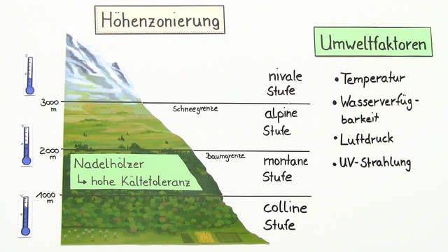 Abiotischer Faktor Temperatur Erstaunlich Einfach Erklärt