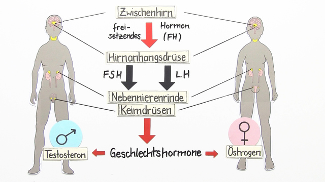 Hormone Einfluss In Der Pubertät Und Auf Die Sexualität Biologie