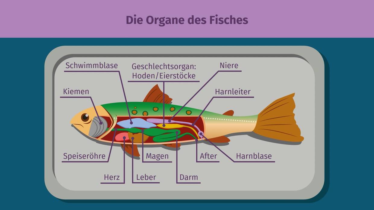 Fische Organe Und Organsysteme Einfach Erklärt Biologie 5 8 Klasse