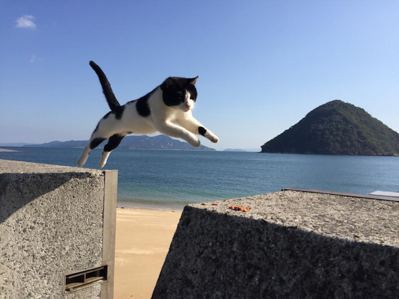 日本の猫島9選！猫好きの聖地で“最幸”の癒し旅