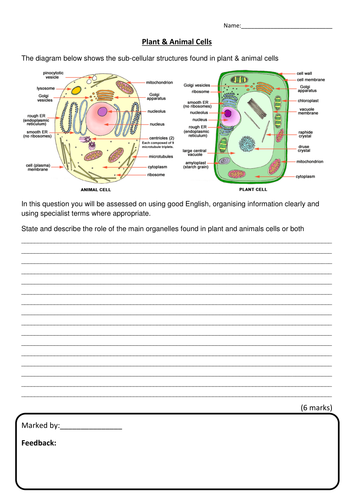 New Aqa 2016 Gcse Science Spec Plant And Animal Cells Lesson By