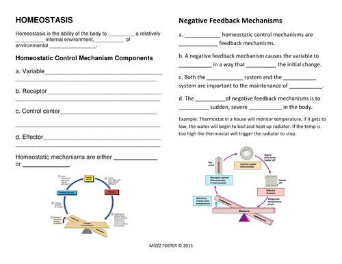 Homeostasis Worksheets And Answer Key By Mizzzfoster Teaching