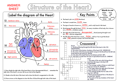 Biology Gcse Revision Heart And Circulation Worksheet Pack Updated