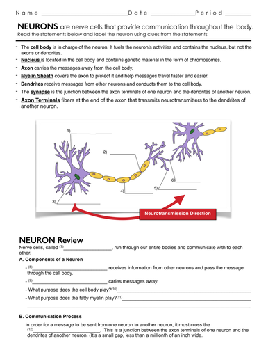 Parts Of A Neuron And 7 Common Neurotransmitters Worksheet Teaching