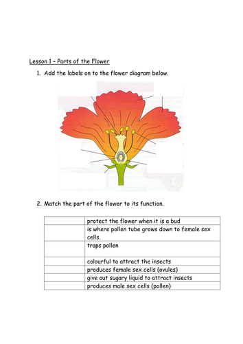 Sexual Reproduction In Plants Ks3 Teaching Resources