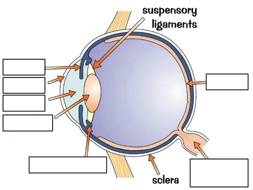 Aqa Gcse Biology 9 1 2016 The Eye Teaching Resources