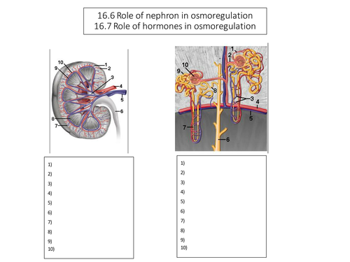 Osmoregulation Nephron Adh Teaching Resources