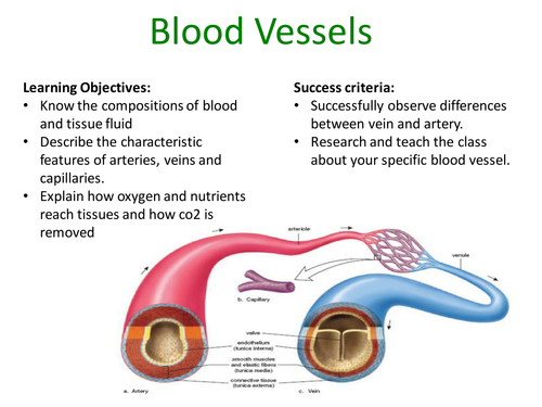 Blood Vessels Structure And Function Gcseas Teaching Resources