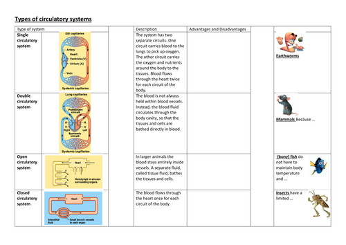 New Spec A Level Biology Ocr Module 3 Chapter 8 Transport In