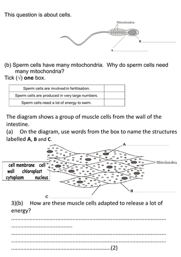 New Aqa Gcse Trilogybiology Specialised Cells Teaching Resources