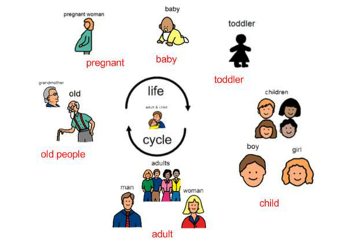 Human Reproduction Cycle