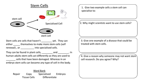 Stem Cells Worksheet Year 7 Teaching Resources