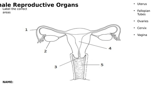 Female Reproductive Organs Worksheet And Diagram Sex Education