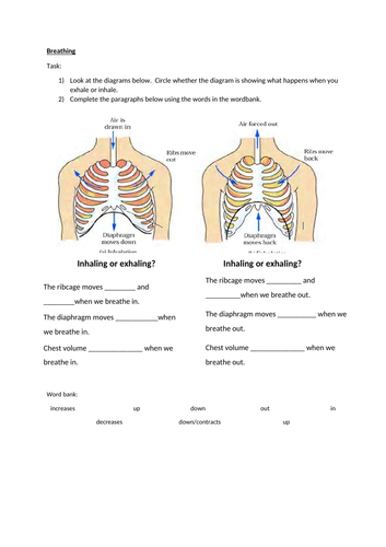 Ks3 Breathing Worksheet Teaching Resources