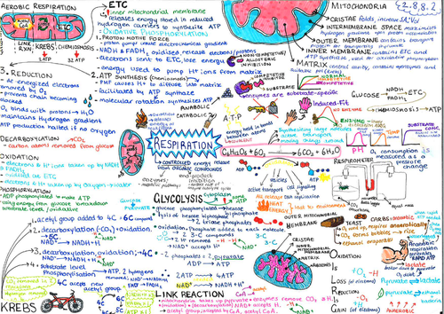 Ib Hl Biology Teaching Resources